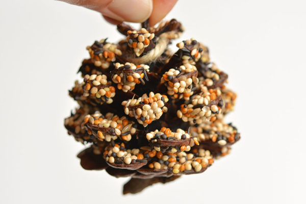 20 Easy DIY Bird Feeders for Kids and Adults - Fabulessly Frugal